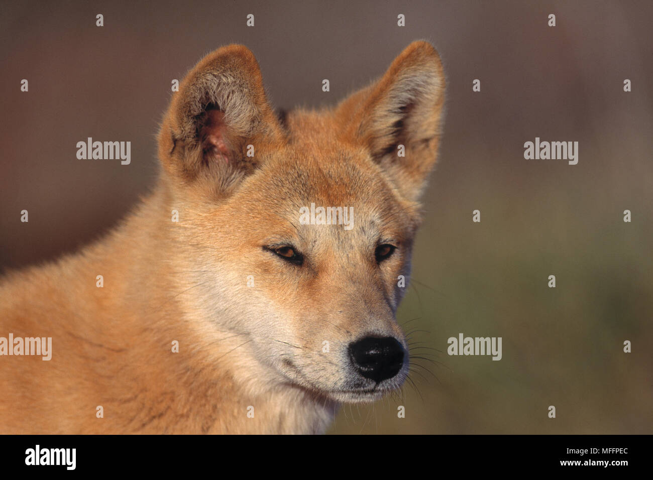 Are Bones Easily Digested By A Dingo