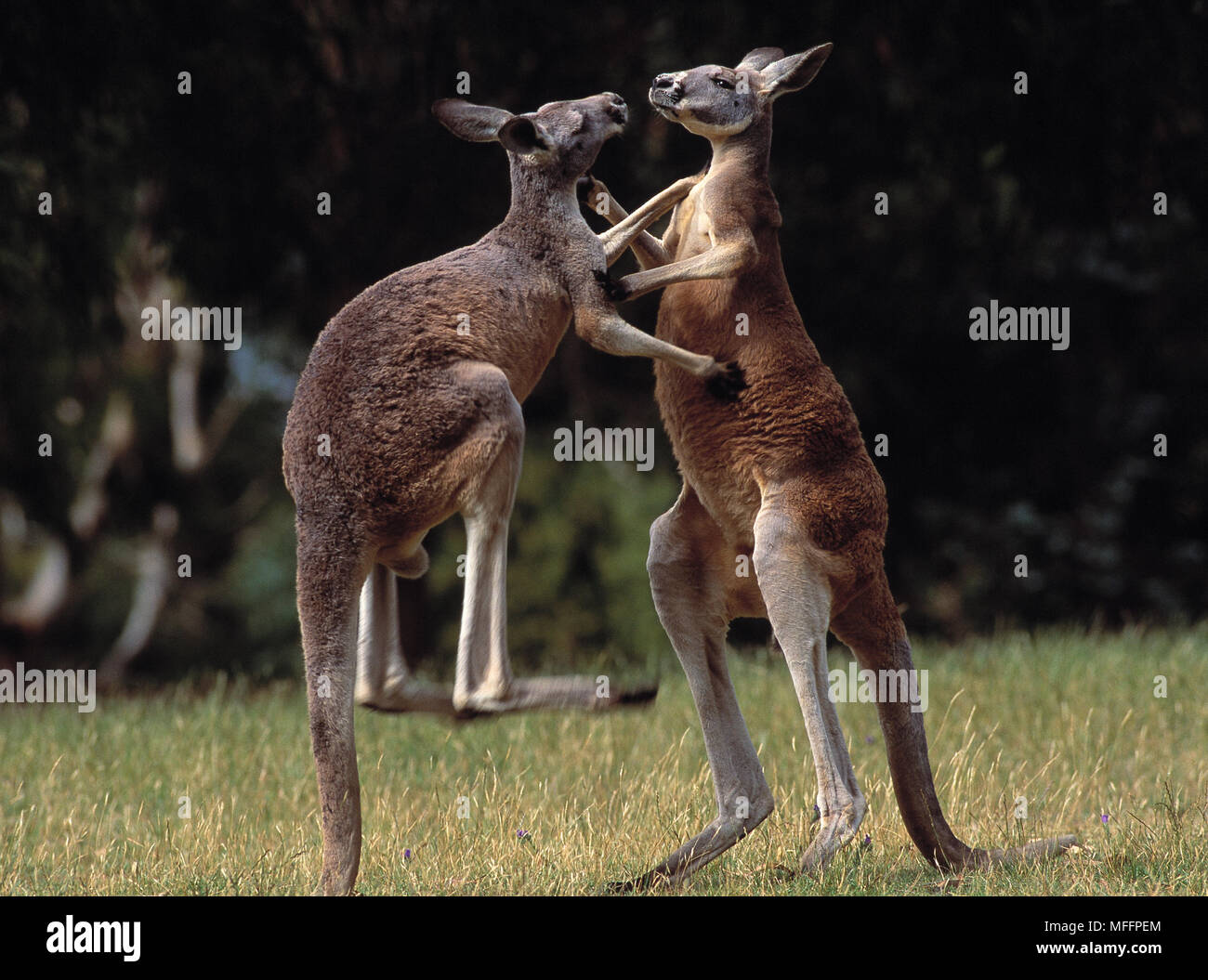 Male kangaroos fighting hi-res stock photography and images - Alamy
