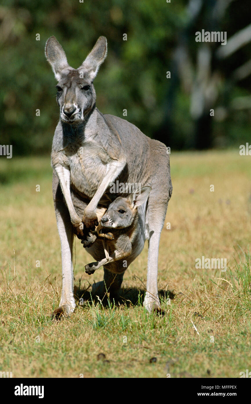 RED KANGAROO Macropus rufus female with young in pouch Australia Stock ...