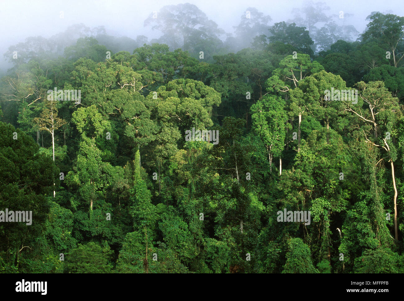 TROPICAL RAINFOREST Sabah, Borneo Stock Photo - Alamy