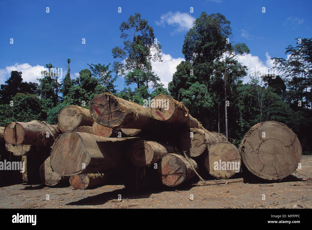 RAINFOREST DESTRUCTION Logging in tropical rainforest Sabah, Borneo ...