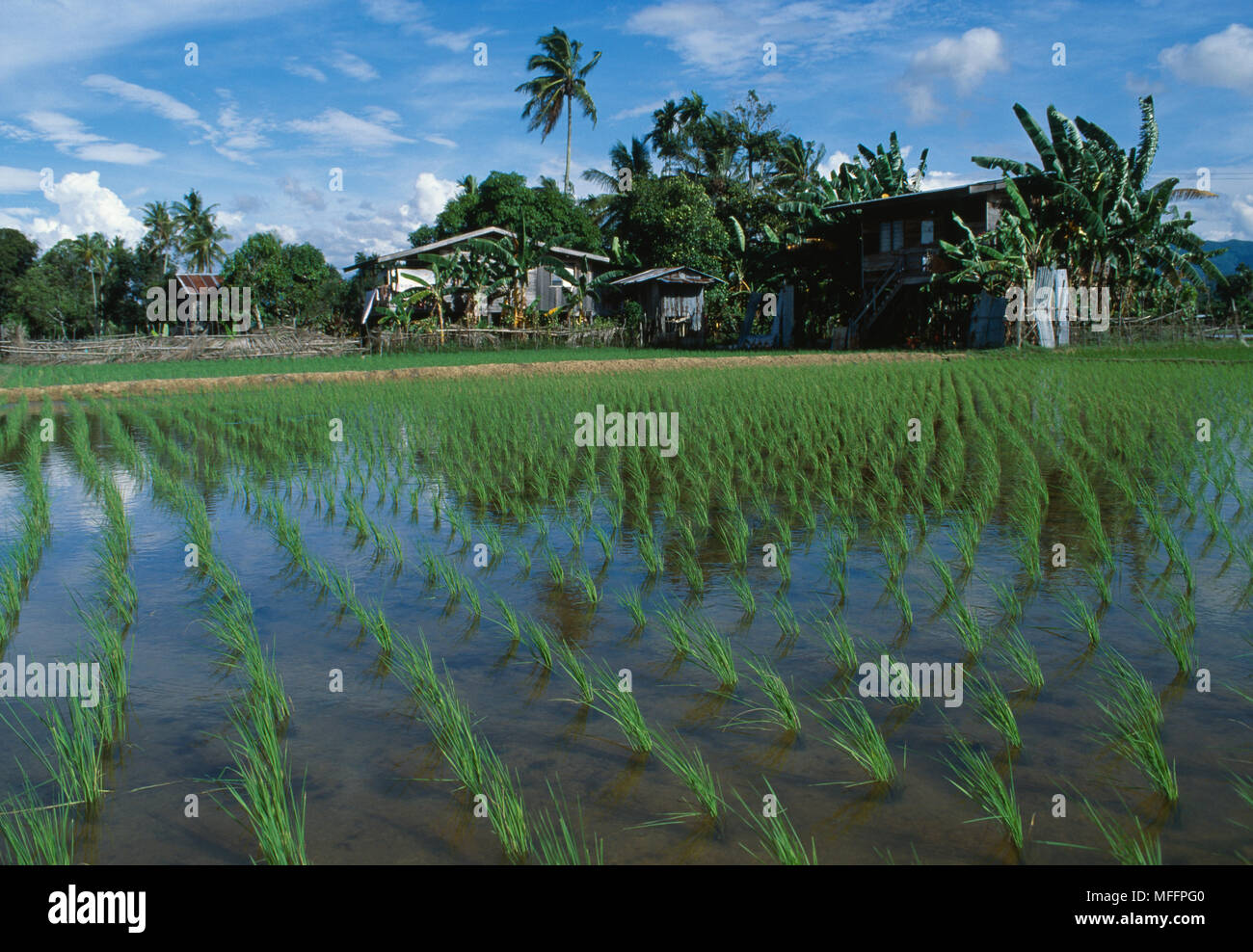 PADDY FIELDS growing rice Sabah Province, Malaysia, Borneo Stock Photo ...