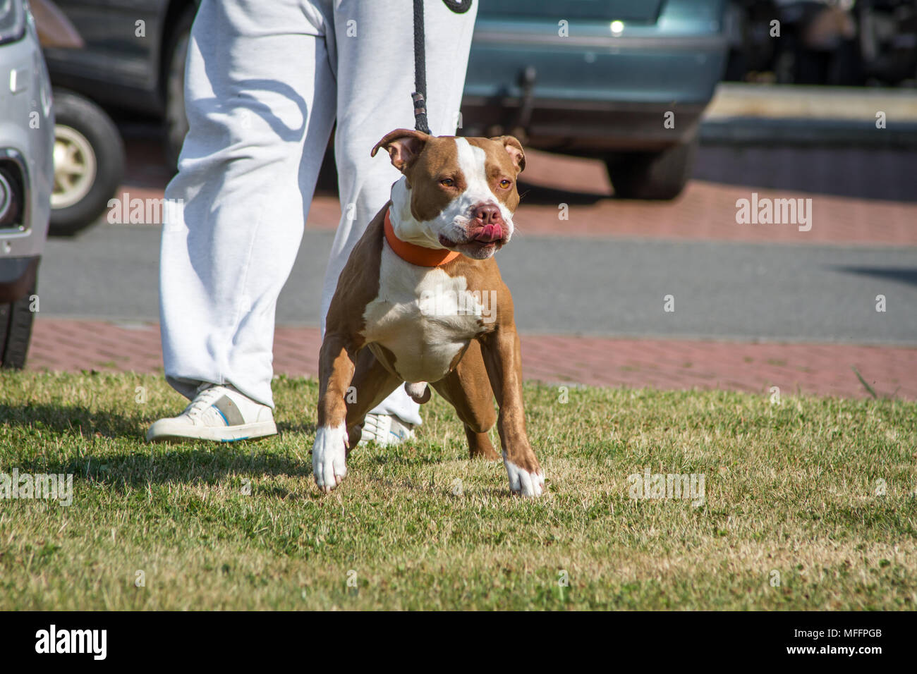 American Pit Bull Terrier pulling on the leash Stock Photo - Alamy