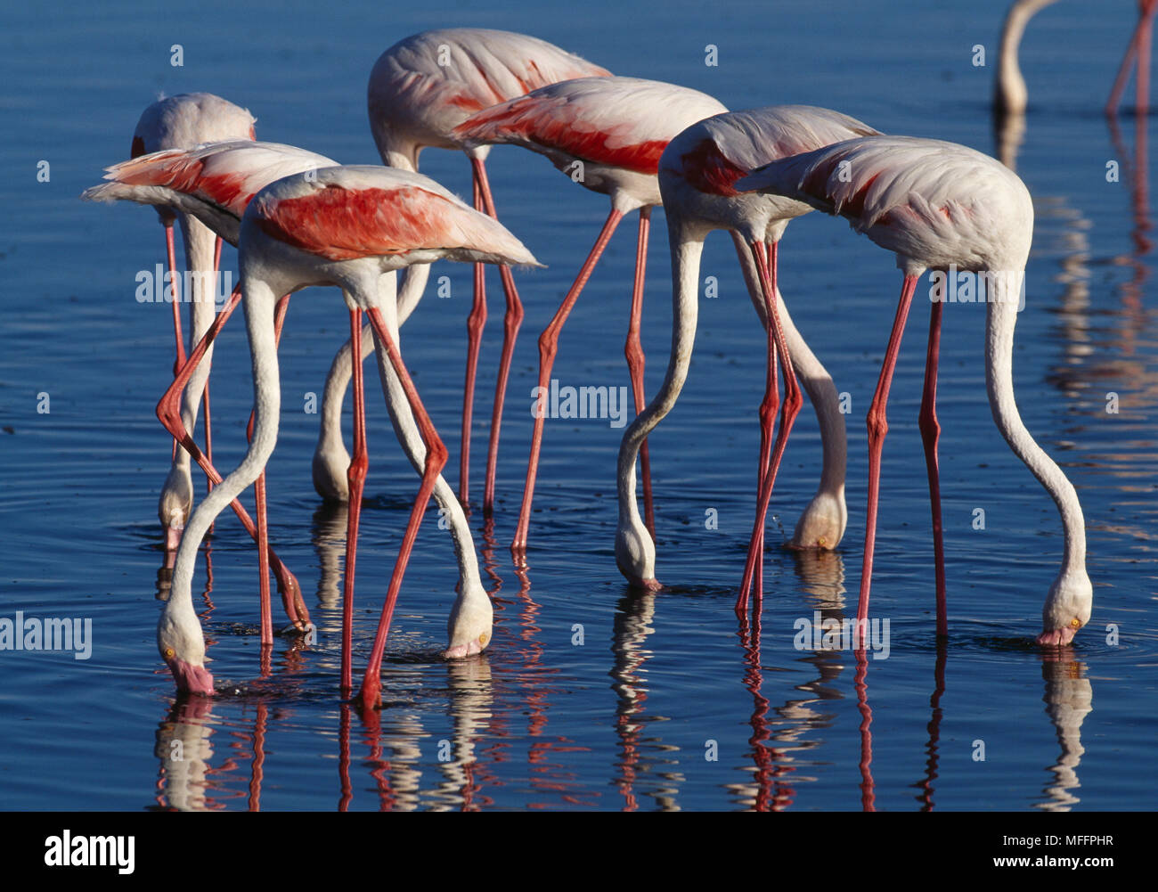 South african flamingoes hi-res stock photography and images - Alamy