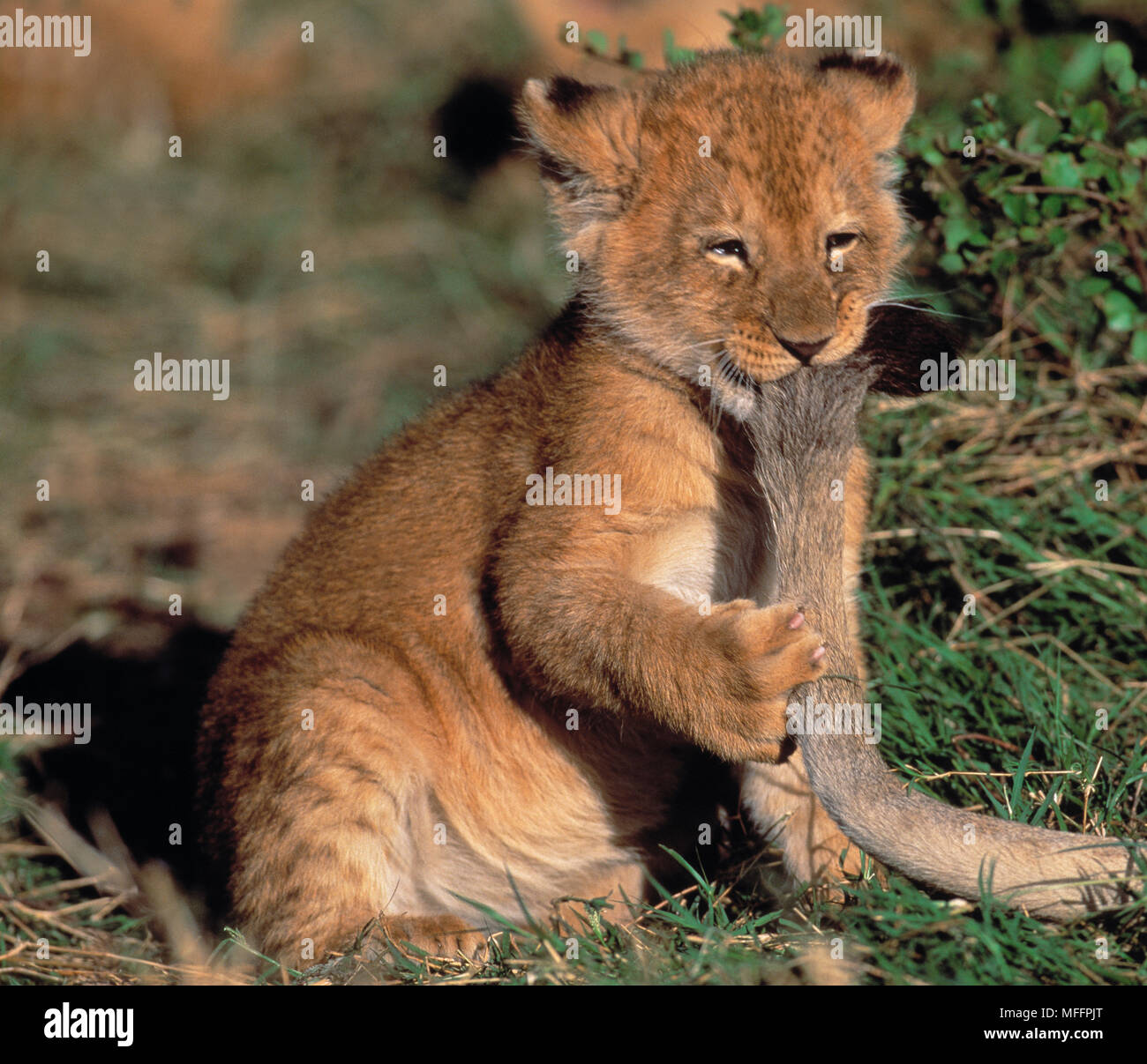 Lion cub tails hi-res stock photography and images - Alamy