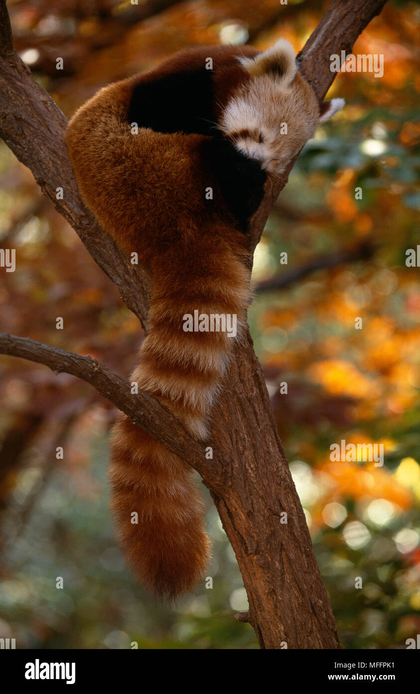 New york bronx zoo pandas hi-res stock photography and images - Alamy