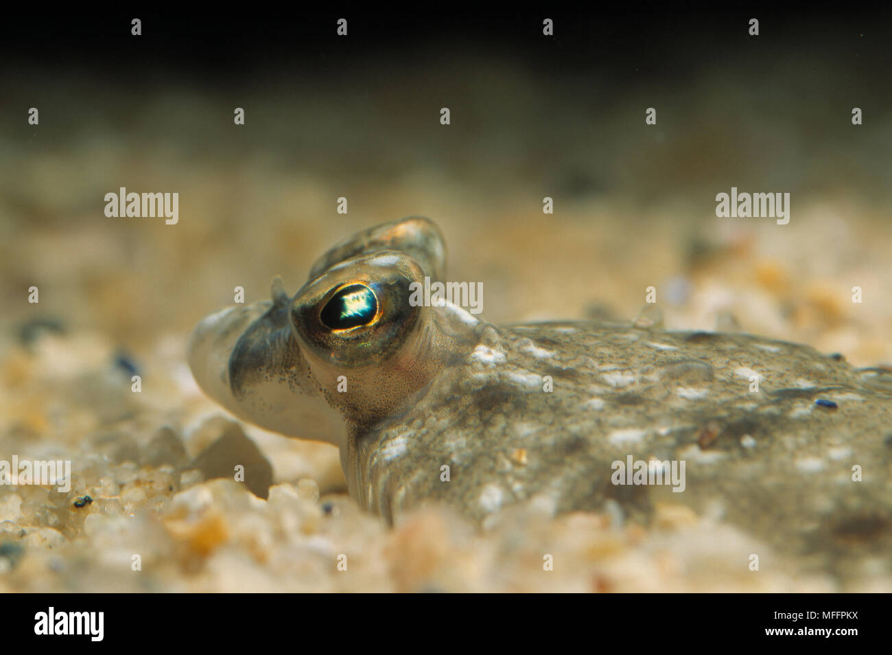 FLOUNDER Pleuronectus flesus or Platichthys flesus Stock Photo - Alamy