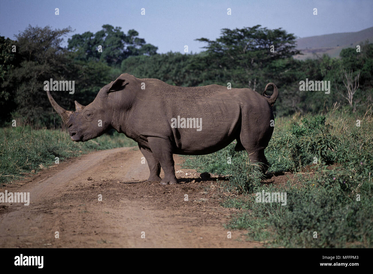 WHITE RHINOCEROS male Ceratotherium simum using dung midden (note fungi ...