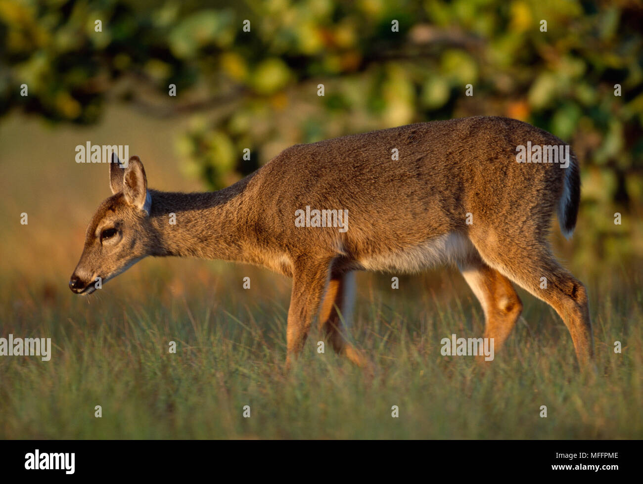 KEY (WHITETAIL) DEER doe Odocoileus virginianus clavium Florida Keys ...