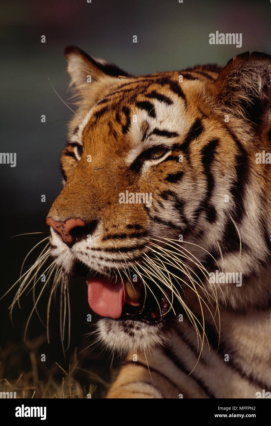 Tigers headshot head shot portrait hi-res stock photography and images ...