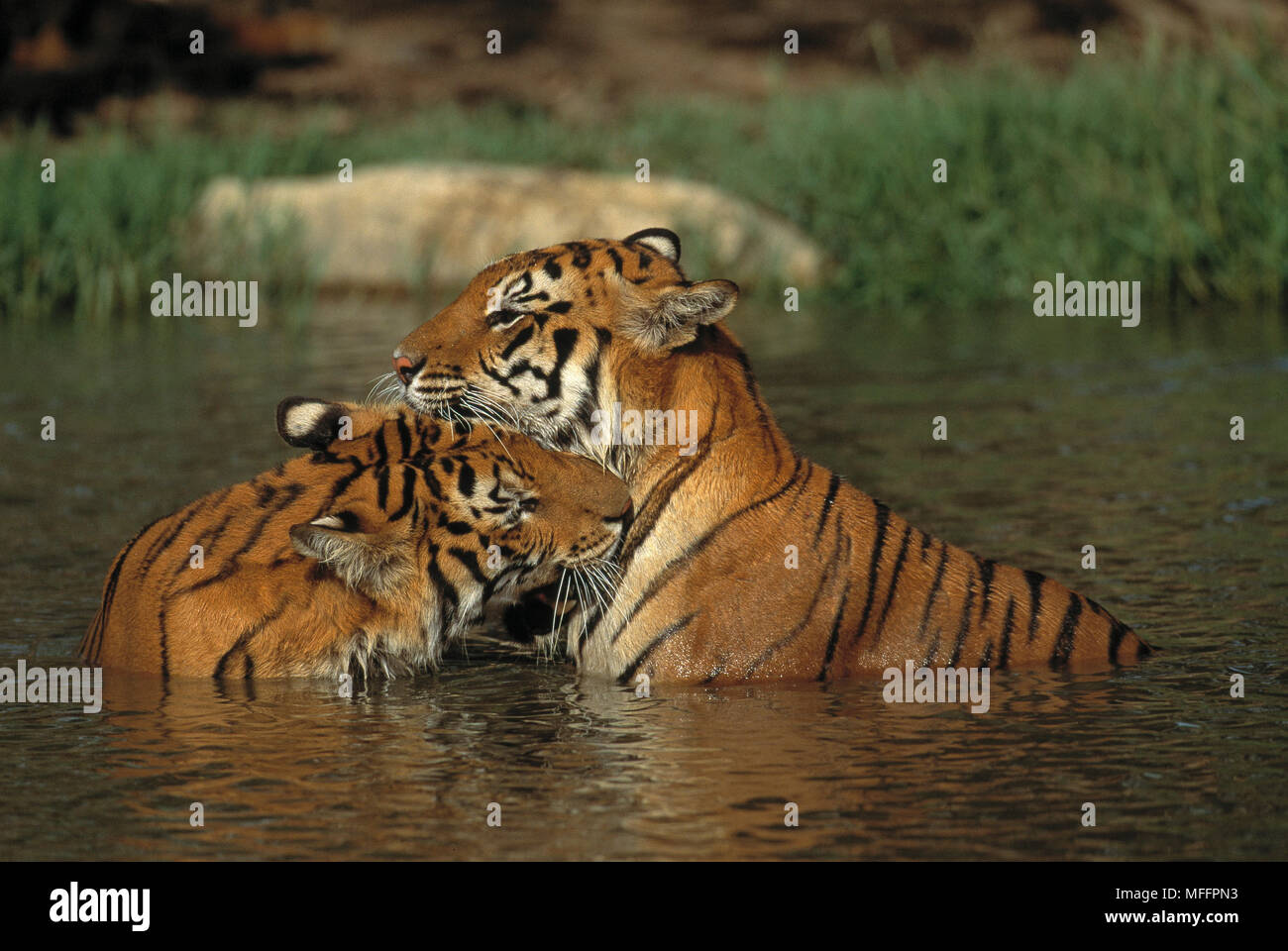 Bangkok tigers hi-res stock photography and images - Alamy