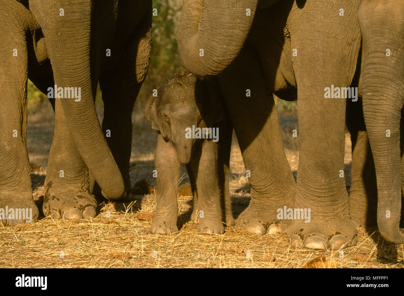 ASIAN ELEPHANT & 2-week young Elephas maximus (domestic) Kanha National ...