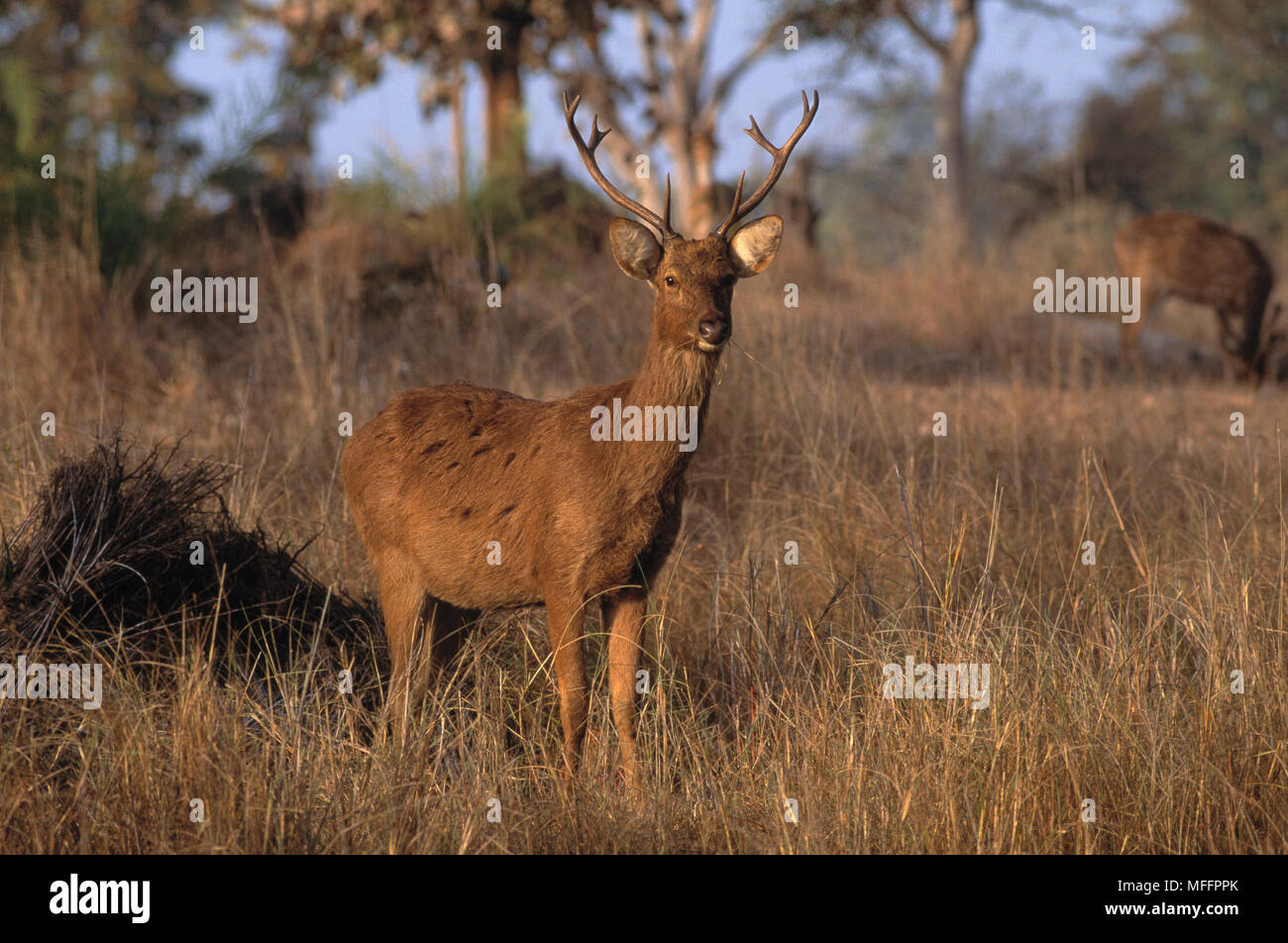 Barasingha cervus duvaucelii hi-res stock photography and images - Alamy