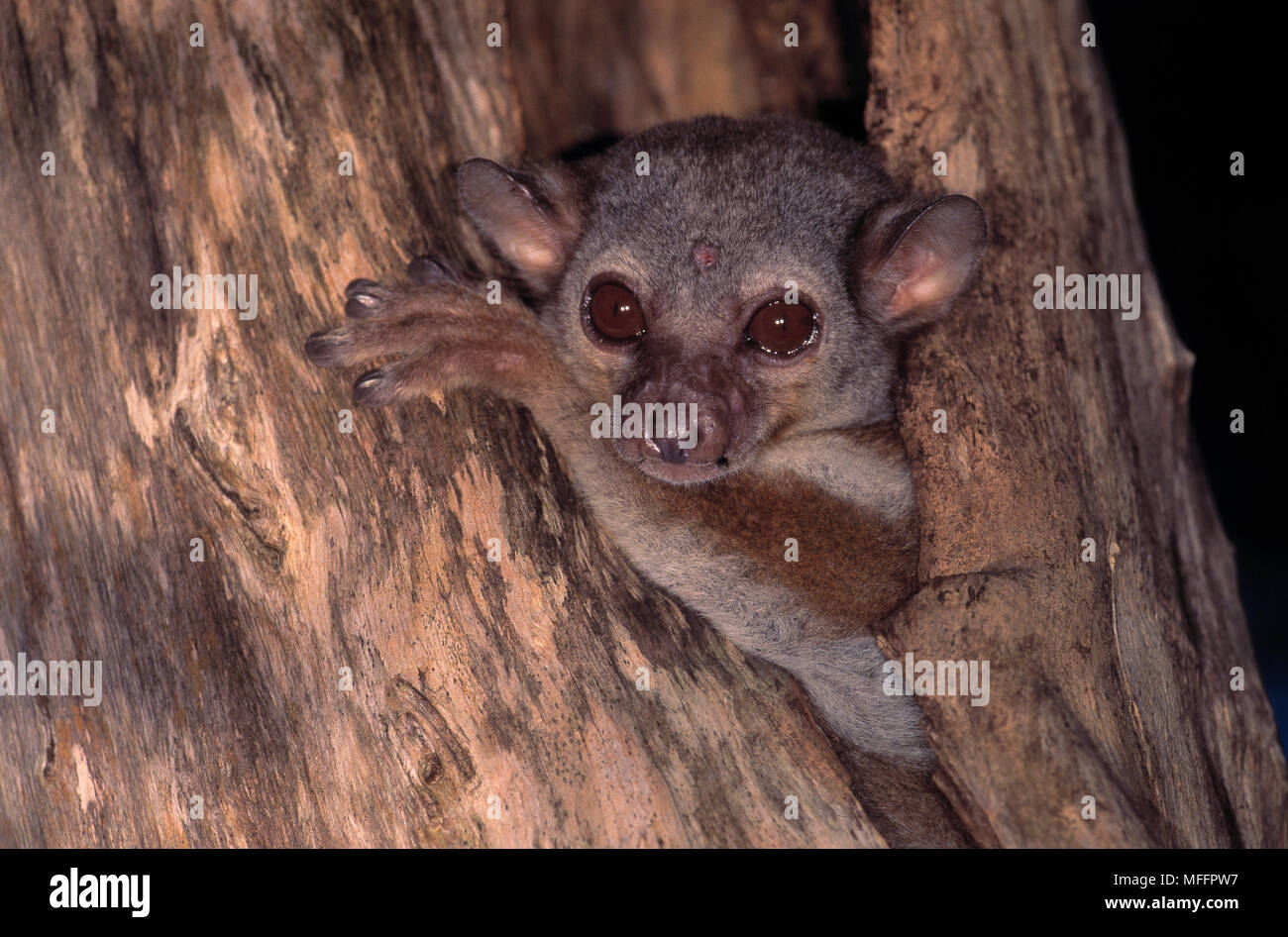 SPORTIVE LEMUR Lepilemur mustelinus Ampijoroa Forestry Station ...
