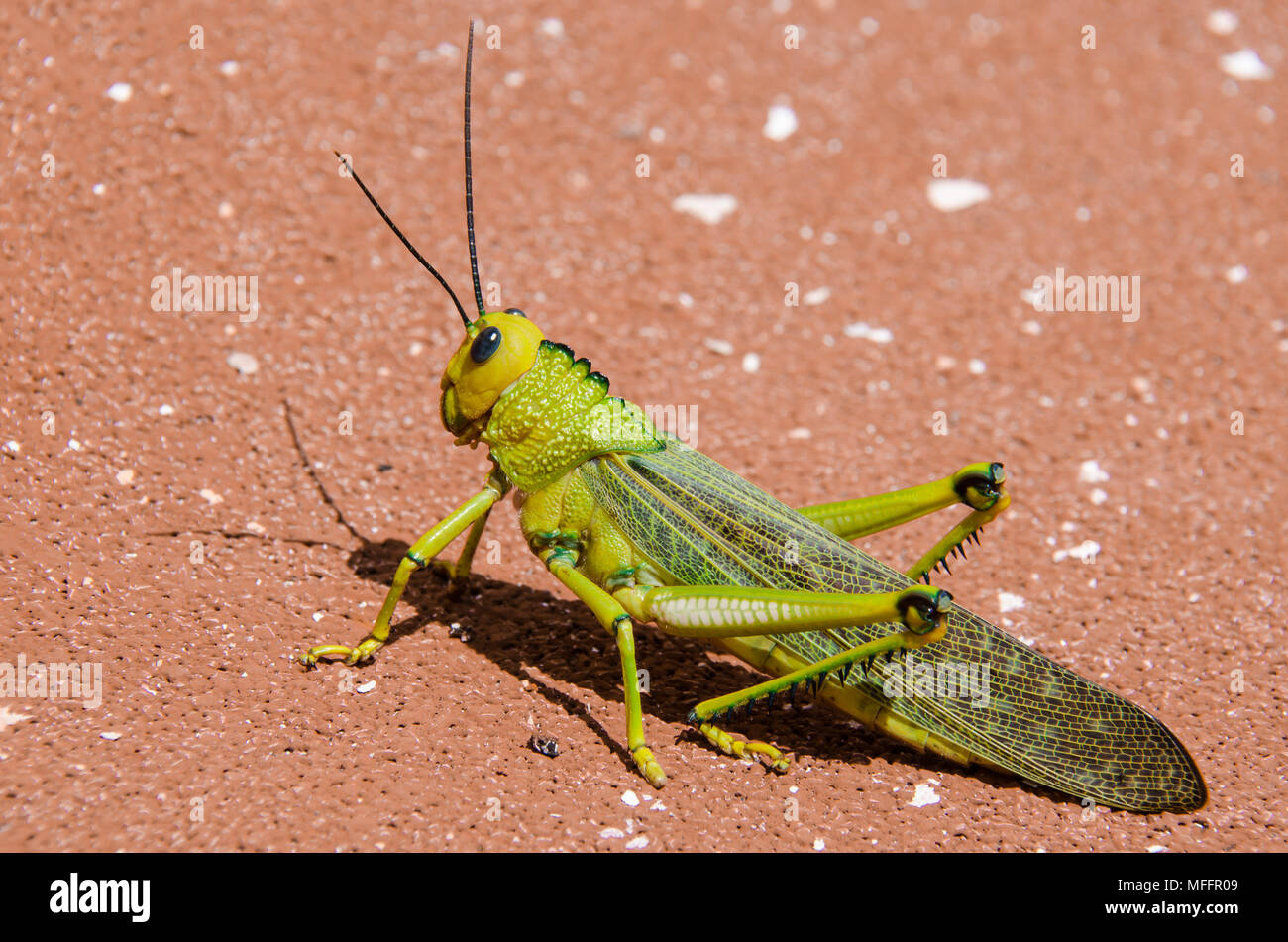Six legged hi-res stock photography and images - Alamy