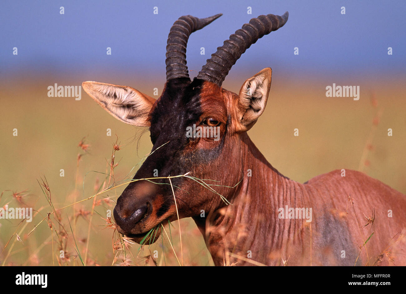 Topi males hi-res stock photography and images - Alamy
