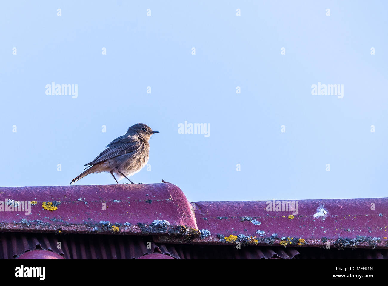 Male red wind black bird hi-res stock photography and images - Alamy