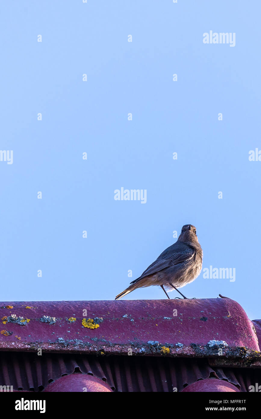Disheveled Bird High Resolution Stock Photography and Images - Alamy