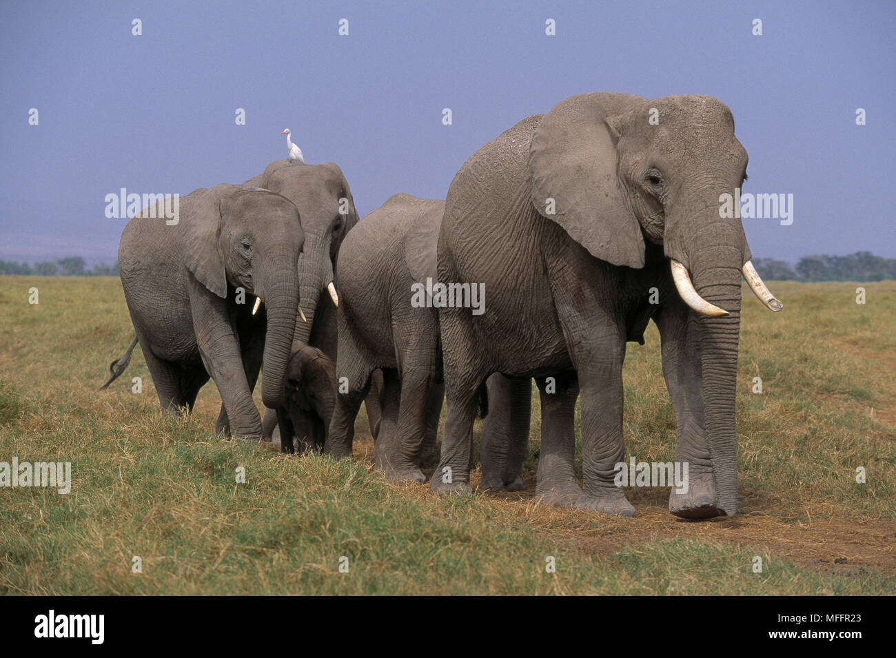 AFRICAN ELEPHANT breeding herd Loxodonta africana lead by Matriarch ...