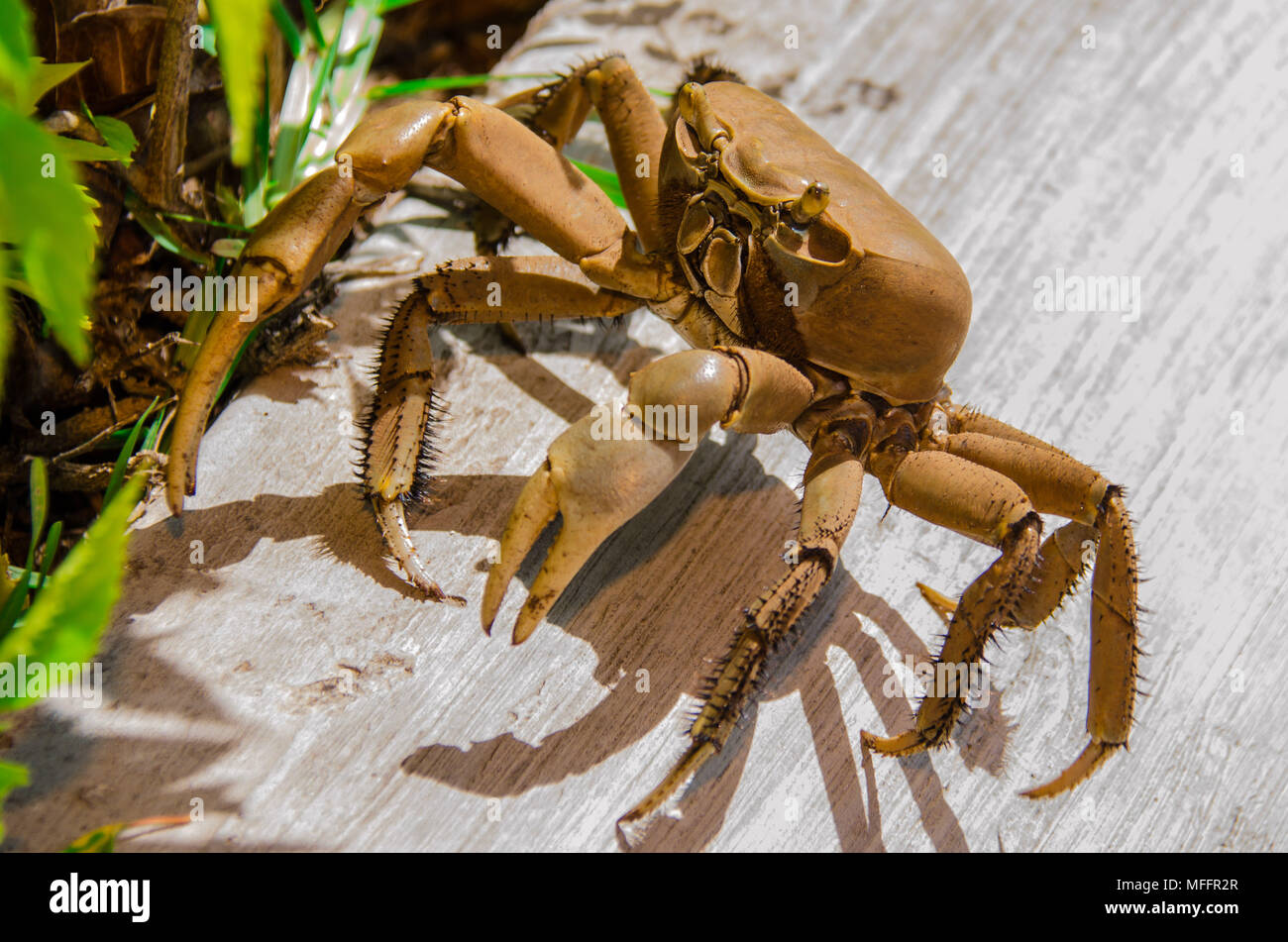 Beautiful crustacean hi-res stock photography and images - Alamy