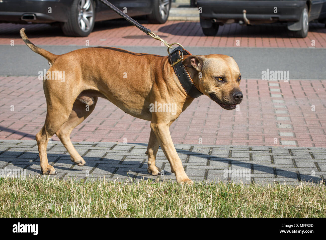 American Pit Bull Terrier pulling on the leash Stock Photo - Alamy