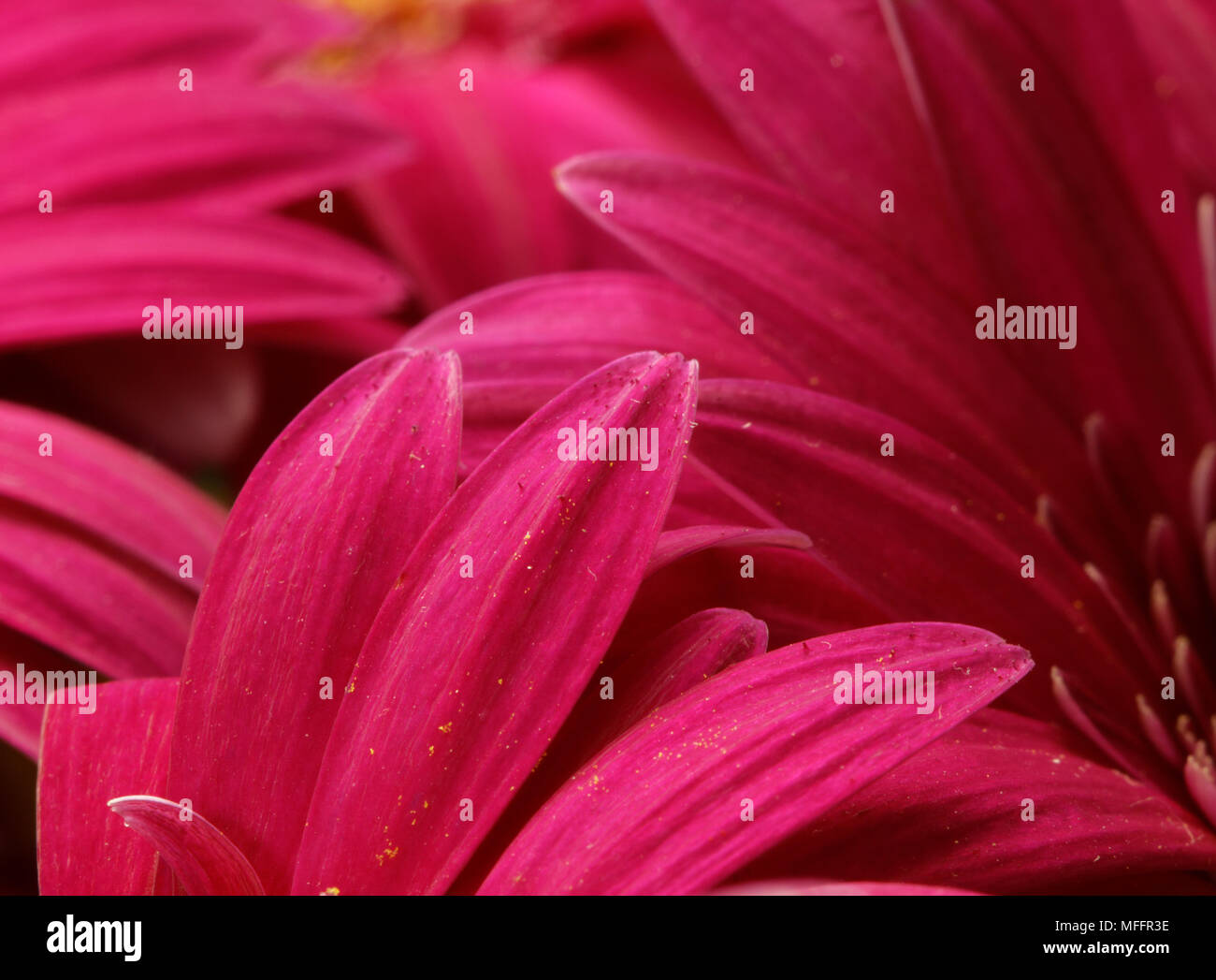 Closeup on pink petals of gerbera flower, impressive vibrant color of ...
