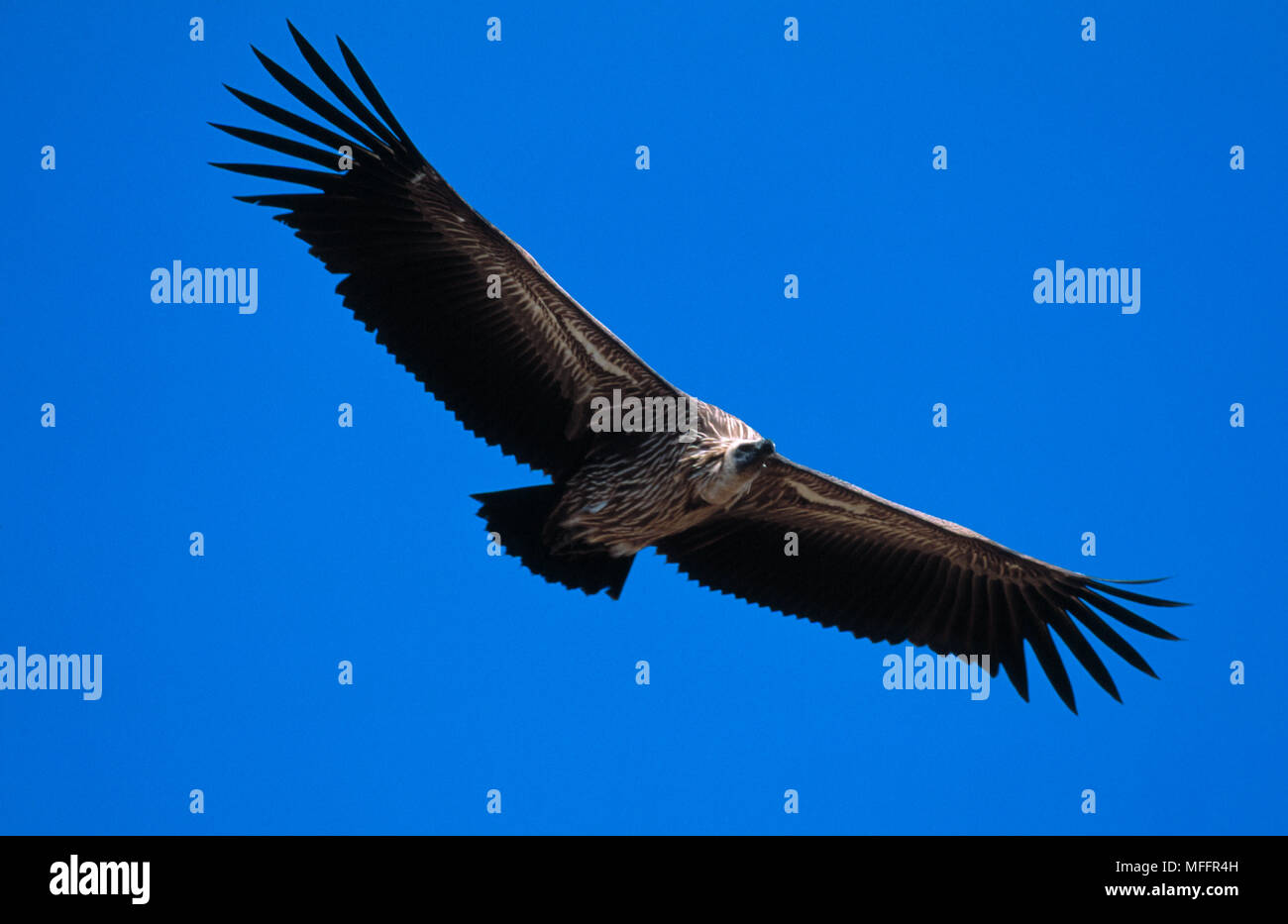 RUPPELL'S GRIFFON VULTURE Gyps rueppelli in flight, Masai Mara National ...