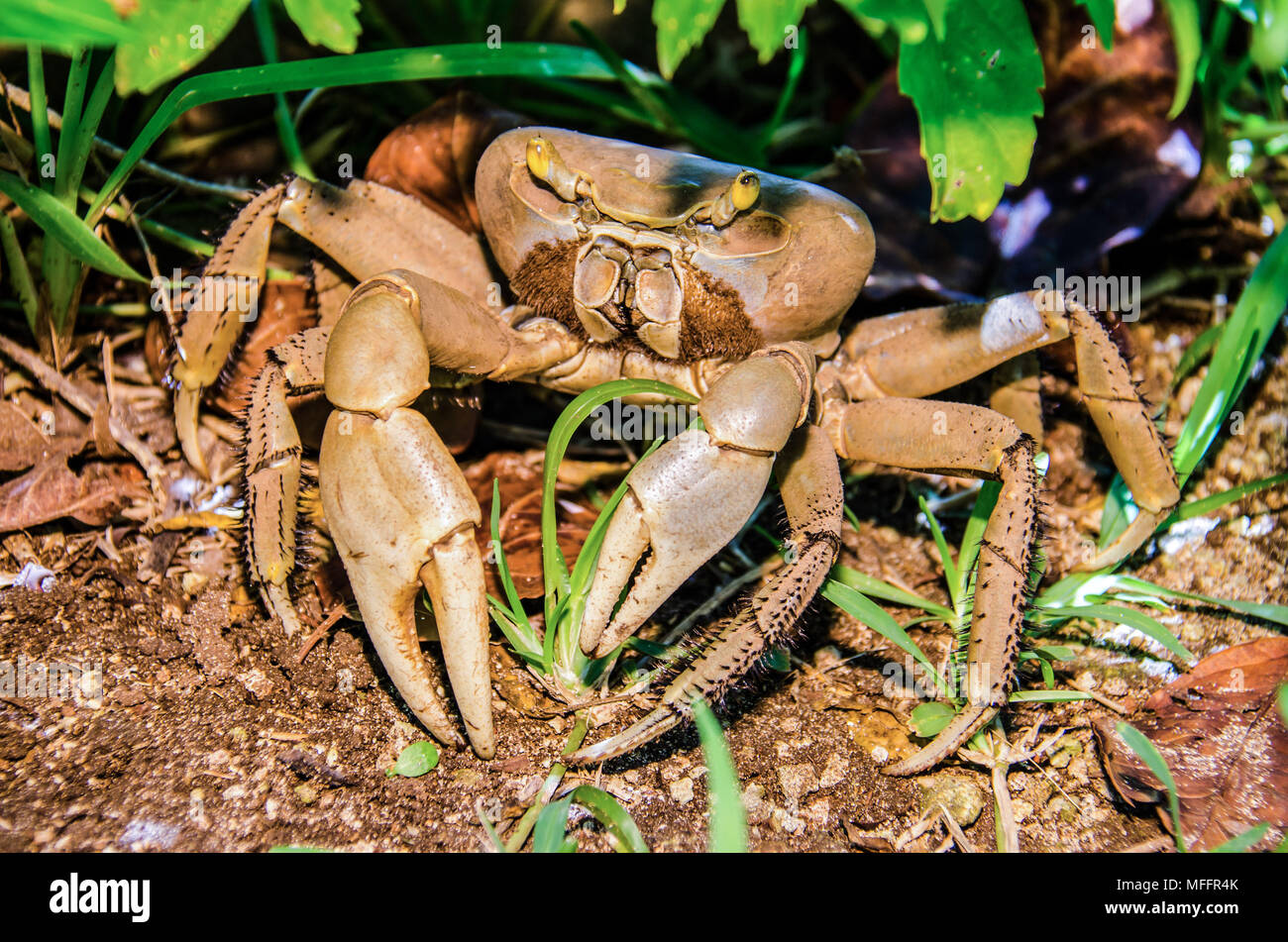 Crustacean seafood hi-res stock photography and images - Alamy