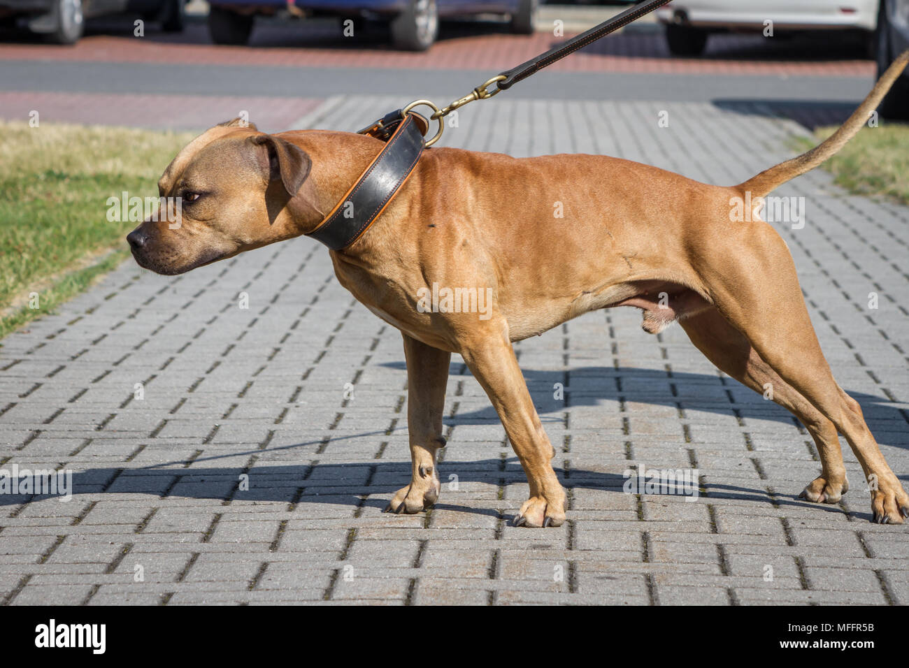 American Pit Bull Terrier pulling on the leash Stock Photo - Alamy