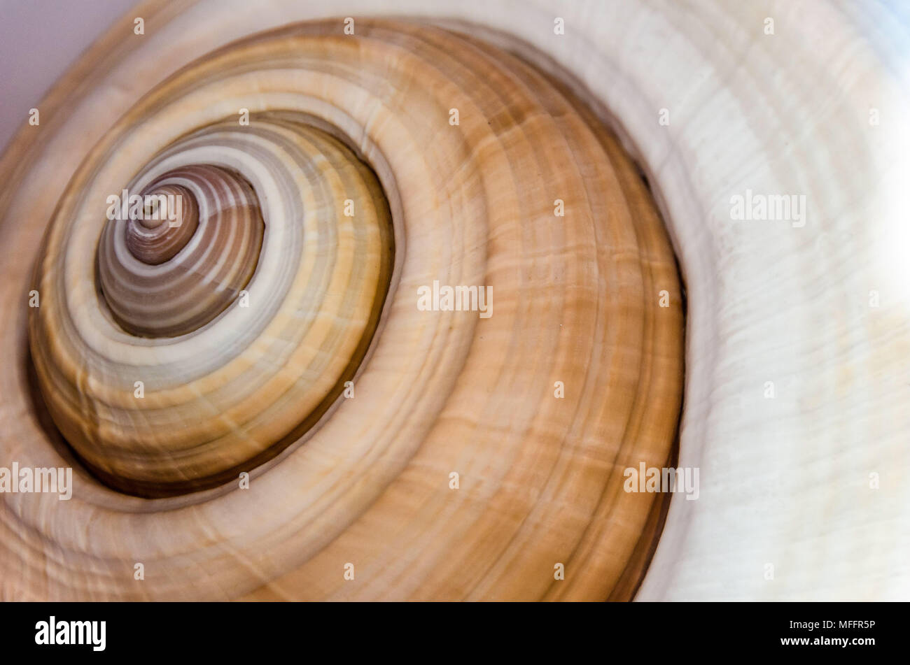 Organic shell of a crustacean close up detailing spiral shapes Stock ...