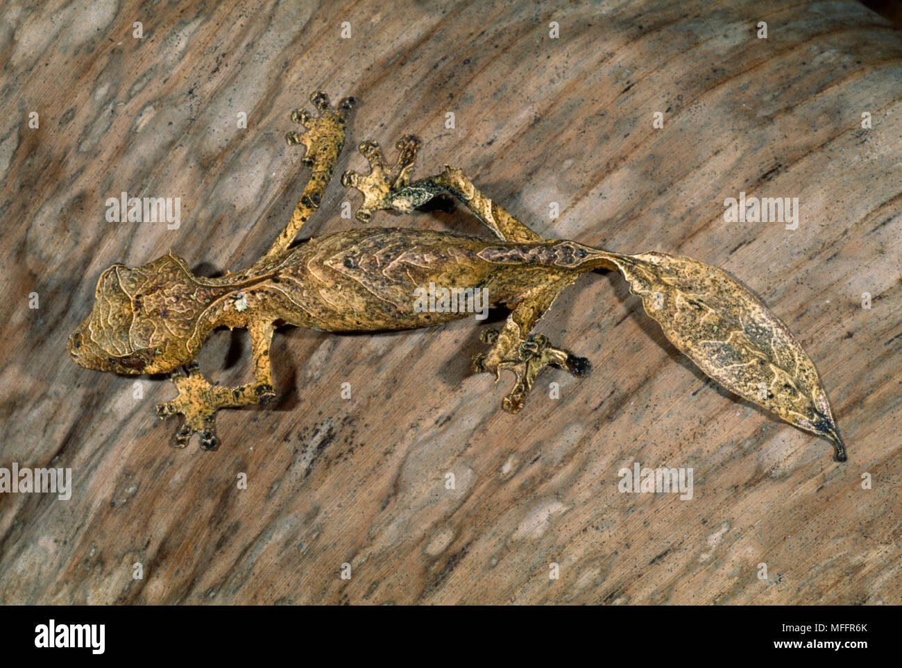 Leaf Tailed Gecko Camouflage