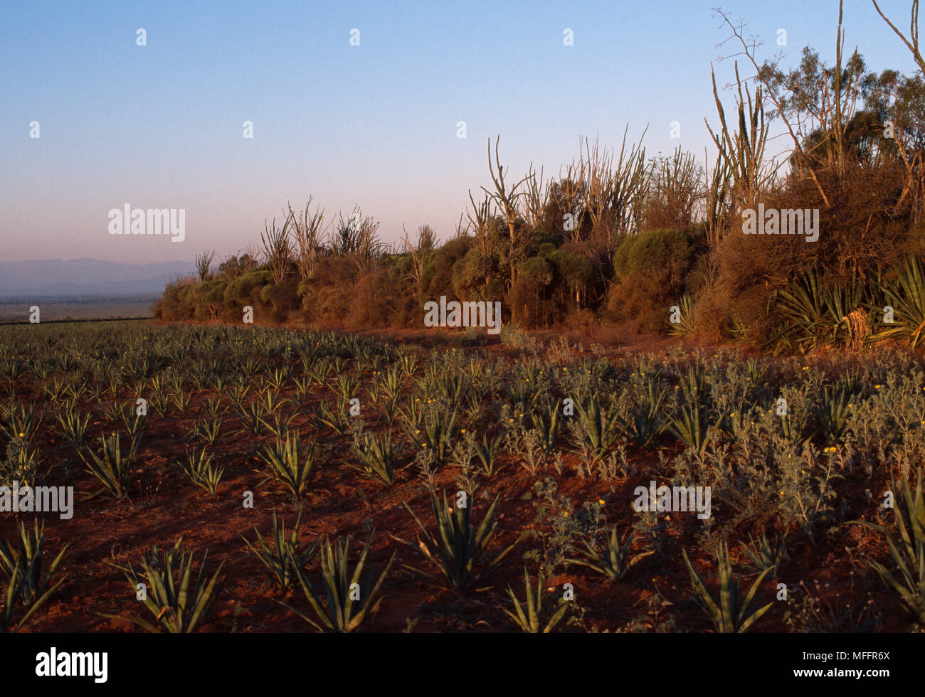 SPINY FOREST Dedjereaceae, endemic vegetation type of the semi- desert ...