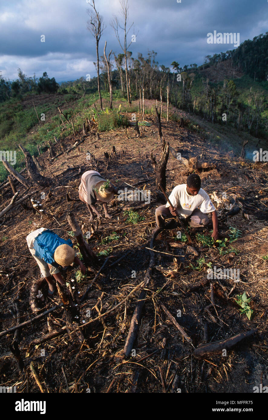 SUBSISTENCE FARMERS planting crops on newly cleared rainforest area ...