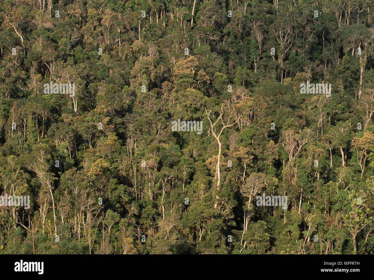 PRIMARY RAINFOREST Central Madagascar Stock Photo - Alamy