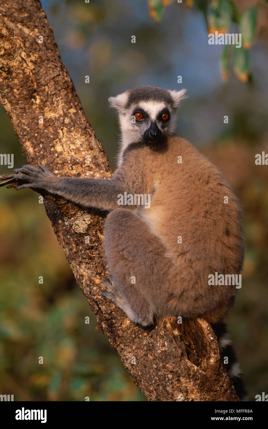 RING-TAILED LEMUR in tree Lemur catta Vulnerable species Southern ...