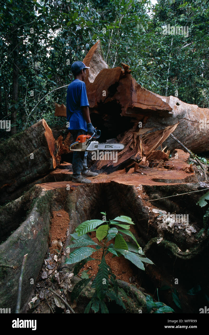 RAINFOREST DESTRUCTION Logger on stump of newly felled tree. Borneo ...