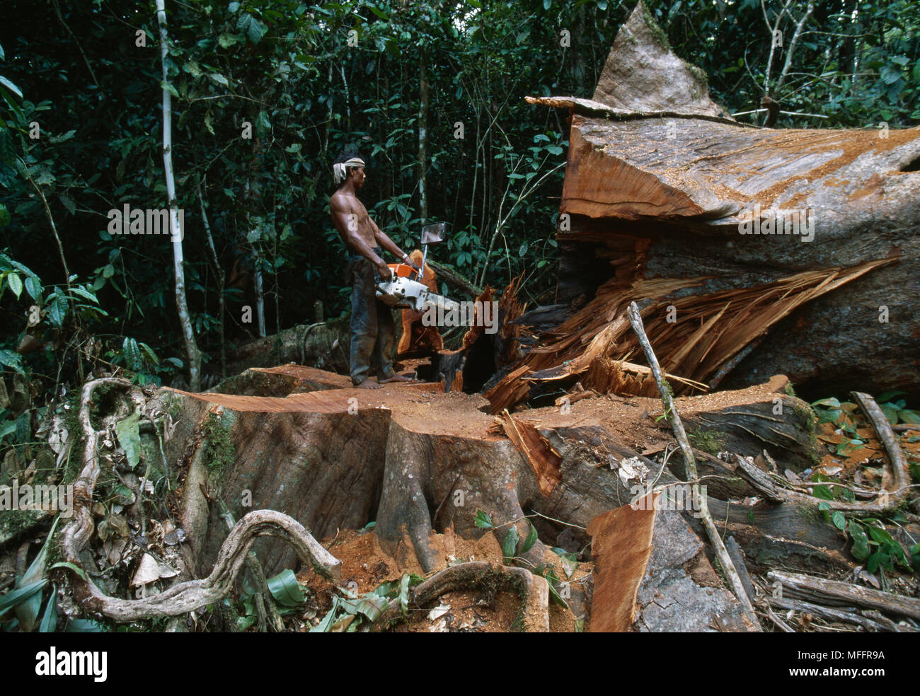 RAINFOREST DESTRUCTION Lumberjack on stump of newly felled tree Sabah ...