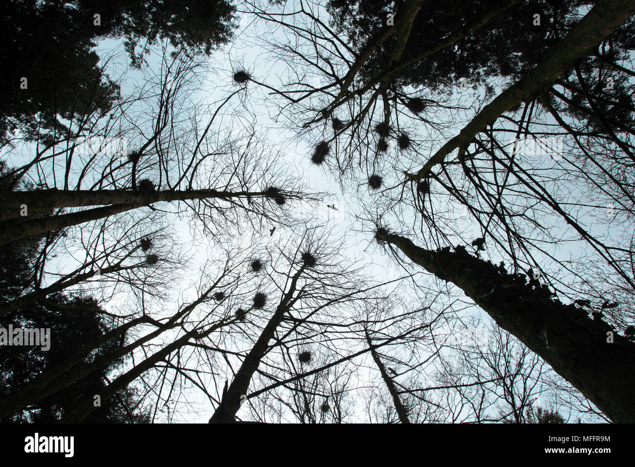 Rook in rookery hi-res stock photography and images - Alamy