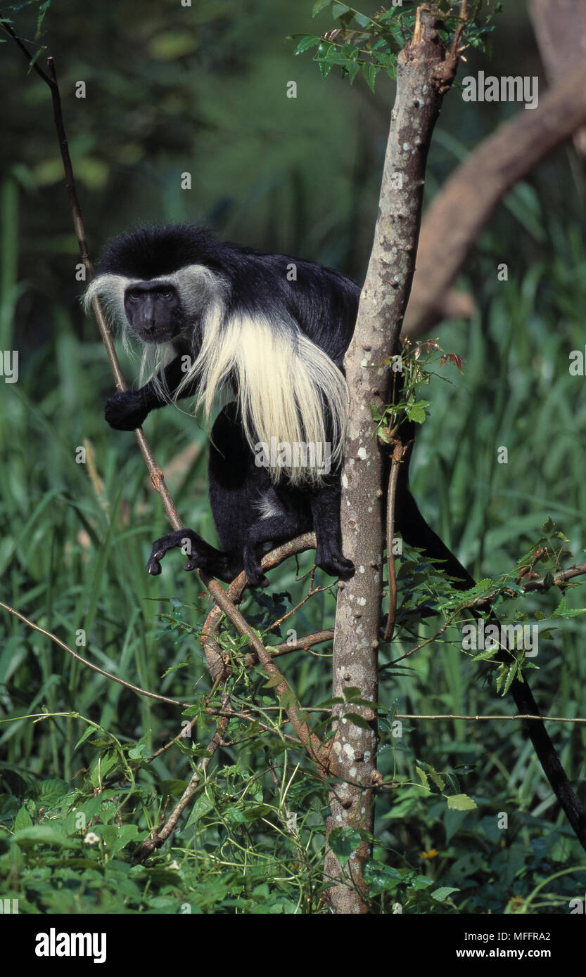 Colobus abyssinicus hi-res stock photography and images - Alamy