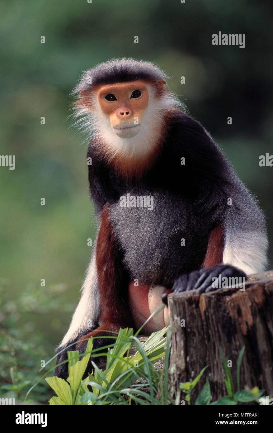 RED-SHANKED DOUC MONKEY male Pygathris nemaeus Captive. Native to ...