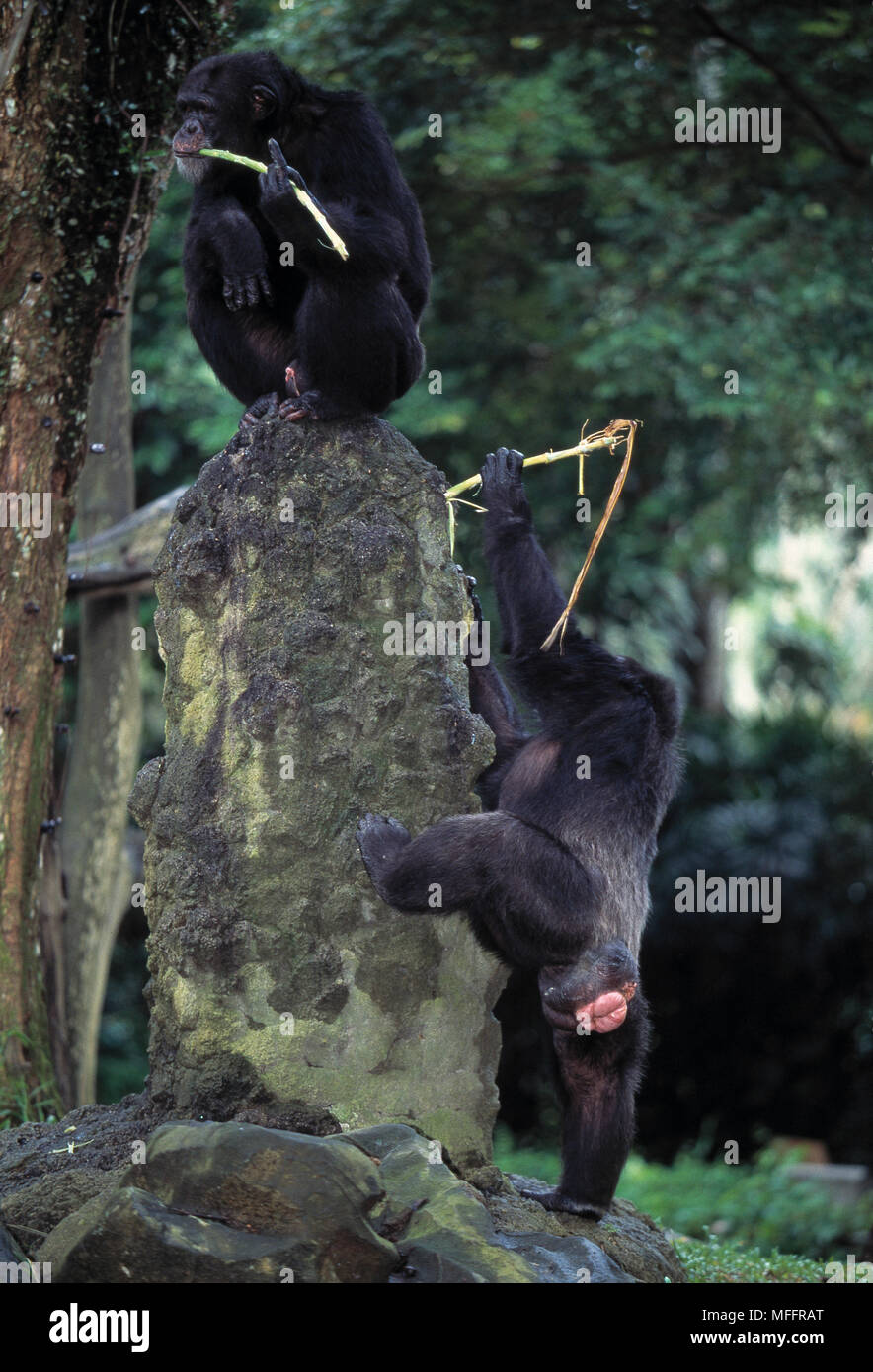 Chimpanzees fishing for termites hi-res stock photography and images ...