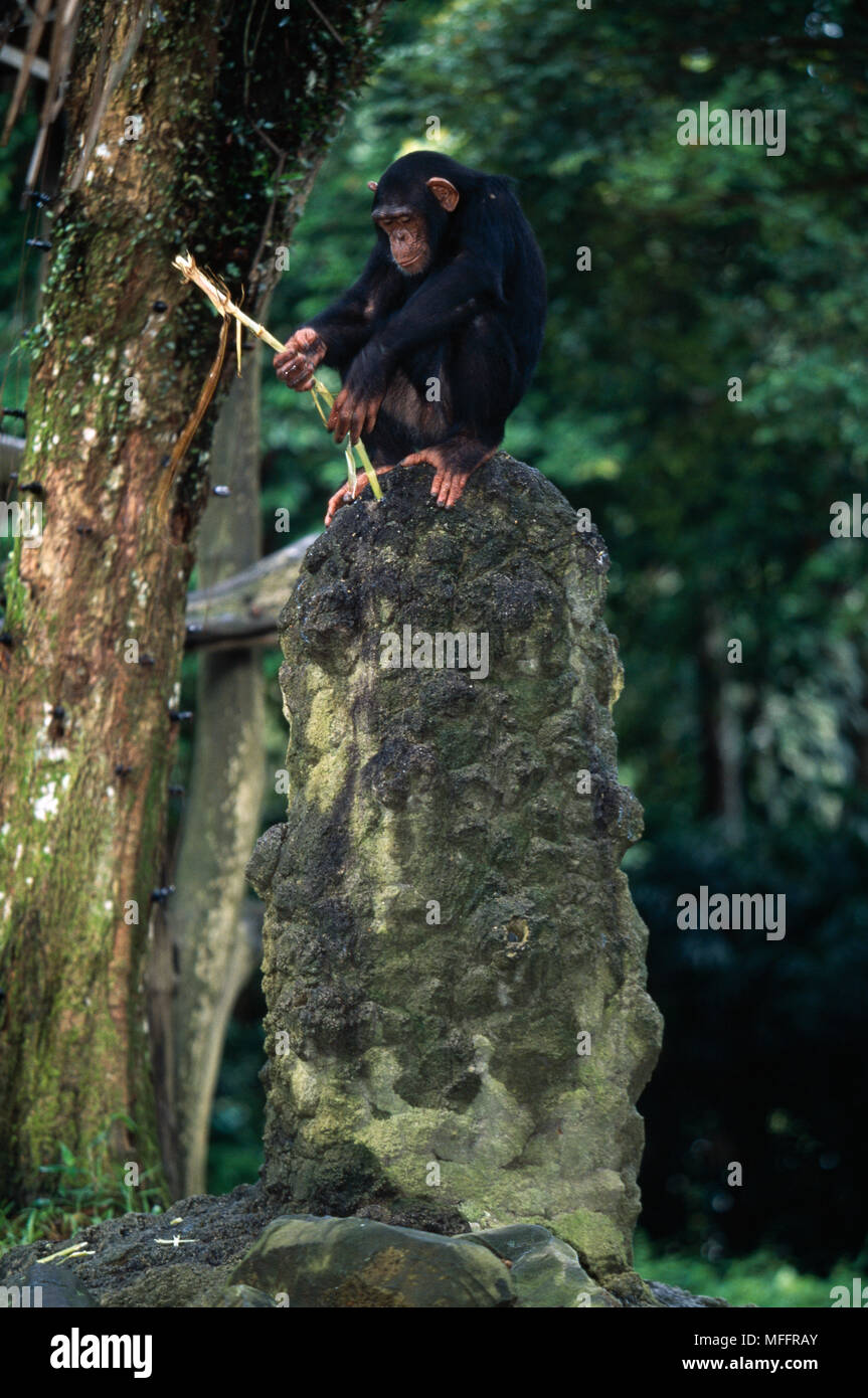 Using stick from artificial hi-res stock photography and images - Alamy