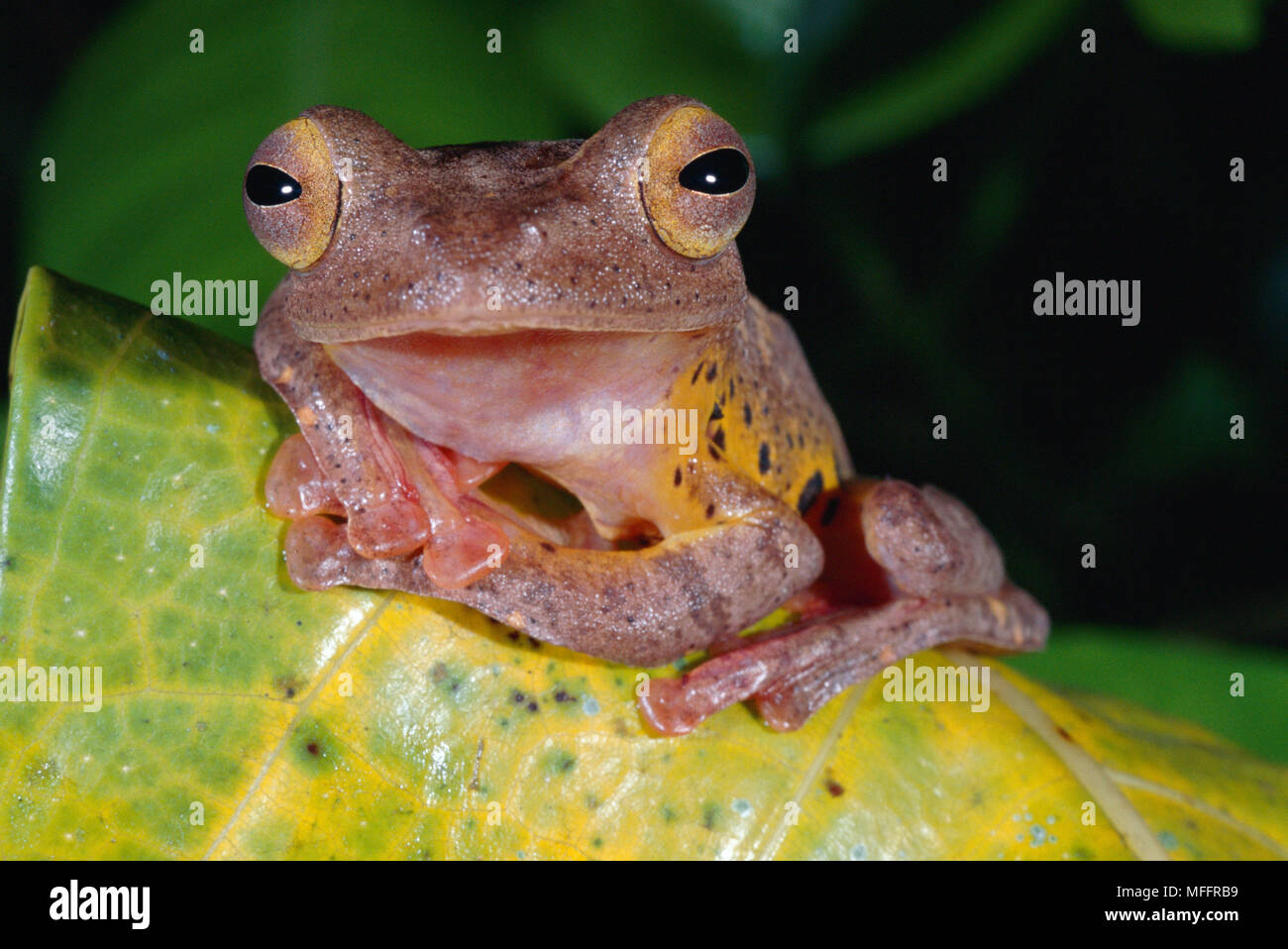 WALLACE'S FLYING FROG Rhacophorus nigropalmatus Stock Photo - Alamy