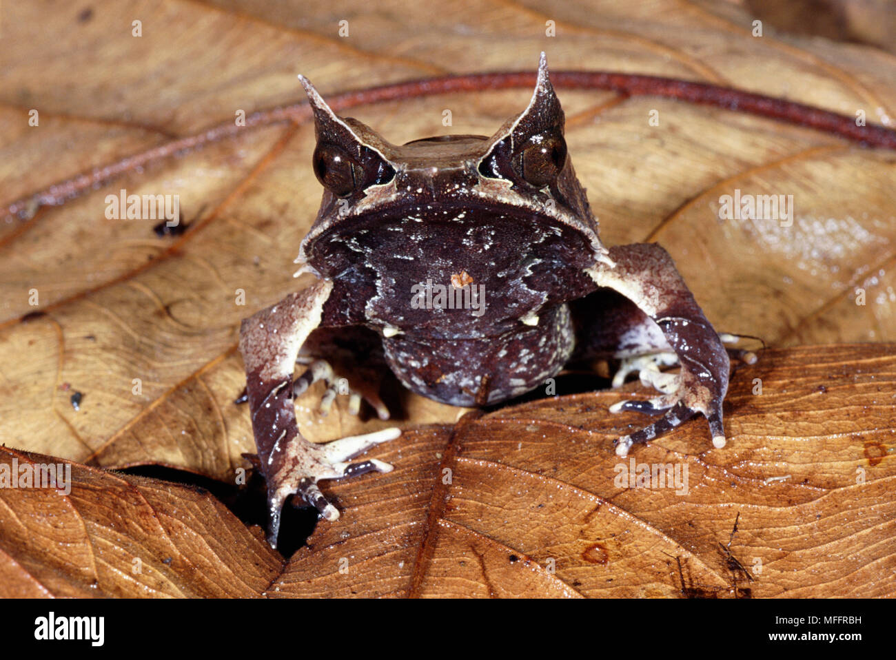 HORNED FROG Megophrys nasuta on leaflitter Borneo Stock Photo - Alamy