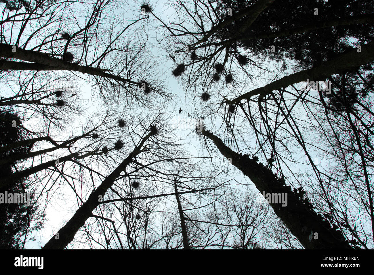 Rookery behaviour hi-res stock photography and images - Alamy