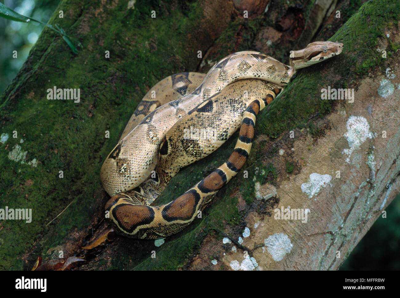 BOA CONSTRICTOR in tree Constrictor constrictor Stock Photo - Alamy