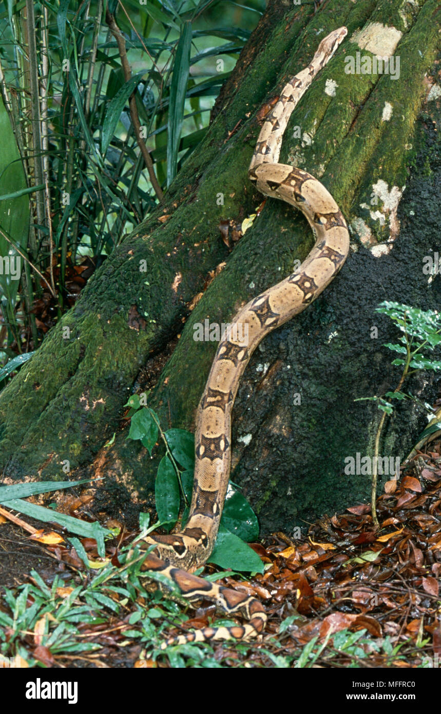 BOA CONSTRICTOR Constrictor constrictor climbing tree (in captivity ...