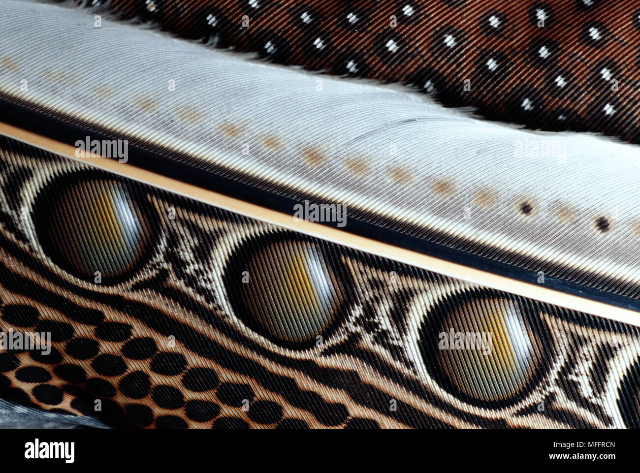 GREAT ARGUS PHEASANT Argusianus argus feather detail Stock Photo - Alamy