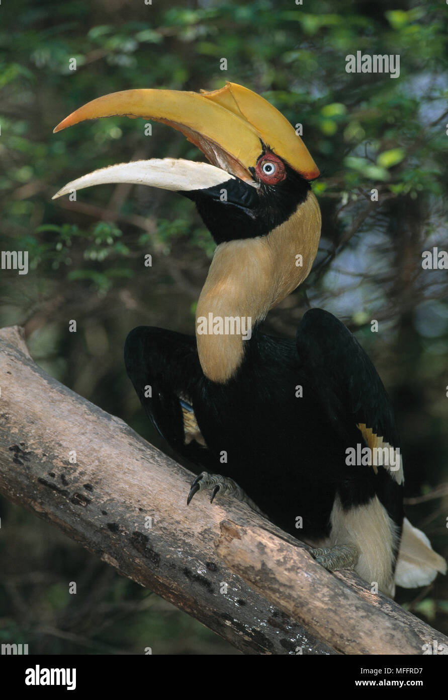 Great hornbills buceros bicornis hi-res stock photography and images ...