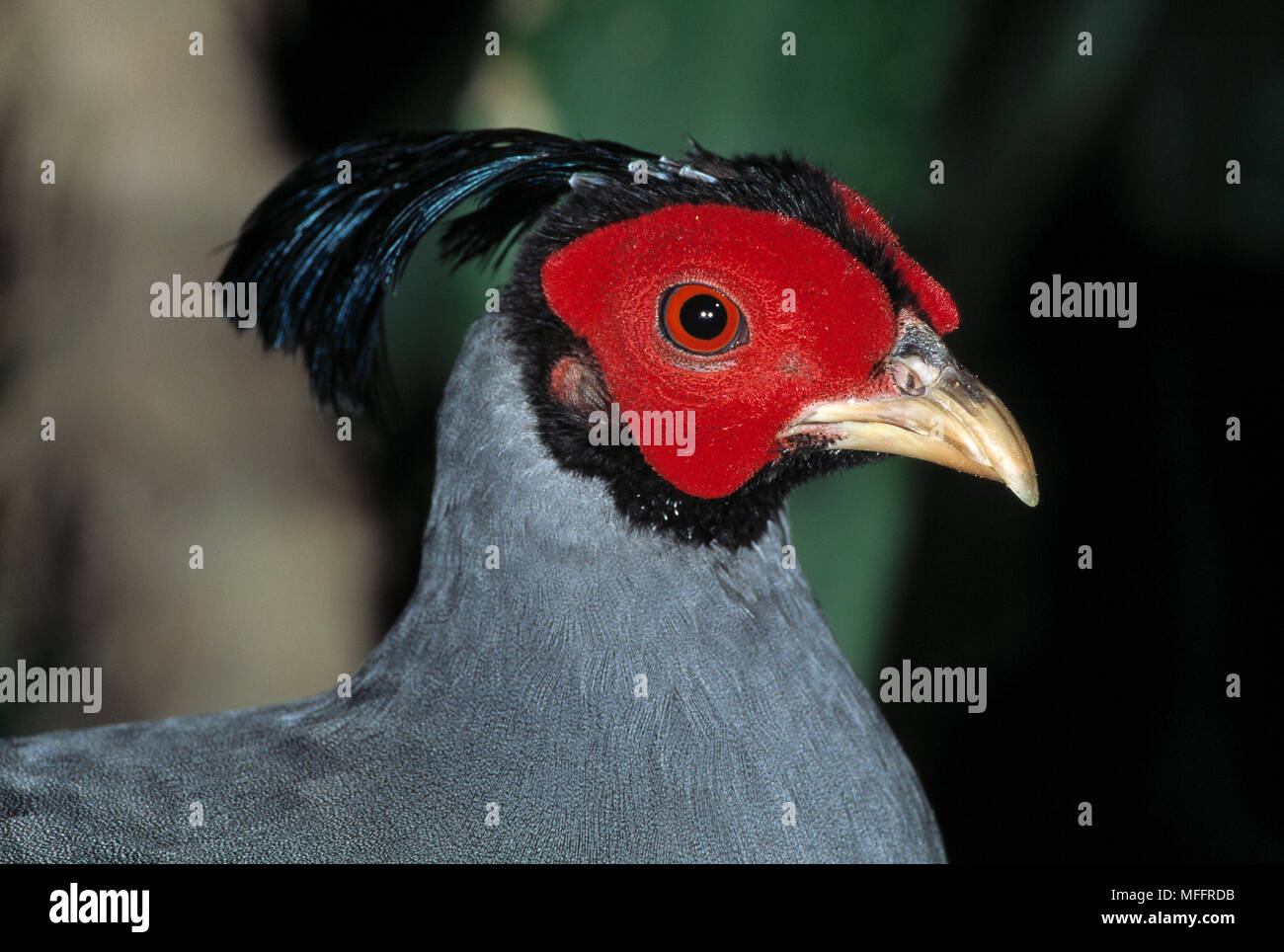 Crested fireback pheasant hi-res stock photography and images - Alamy